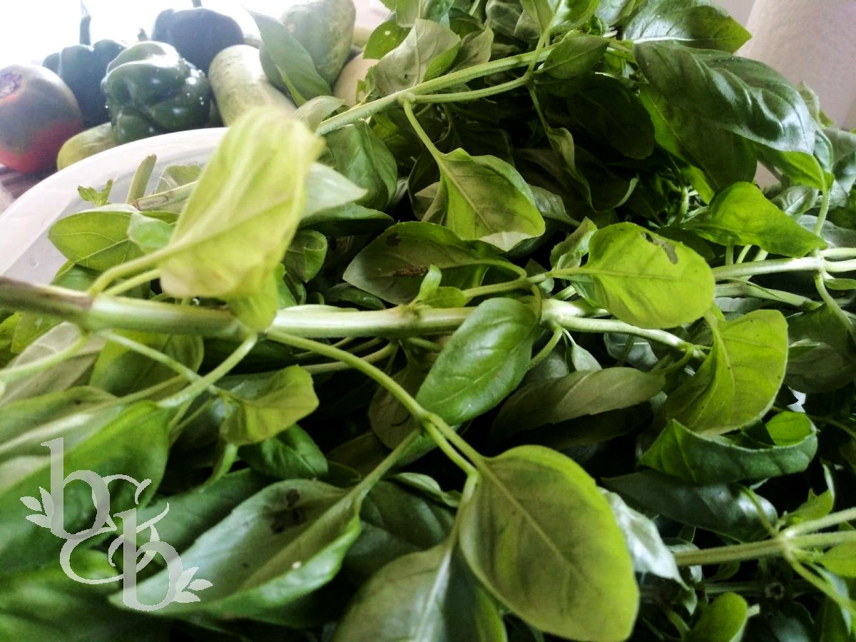Drying Fresh Basil - Biscuits and Basil